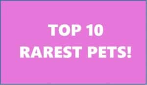 THE TOP 10 RAREST ADOPT ME PETS EVER RELEASED! - AdoptMeTradingValues.net